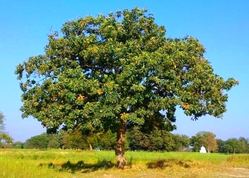 कल्पवृक्ष - Sarmisal